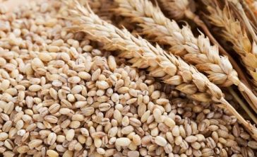 Cevada: benefícios, informação nutricional e malefícios | Dr. Saúde