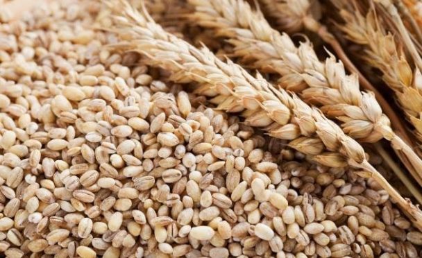 Cevada: benefícios, informação nutricional e malefícios | Dr. Saúde