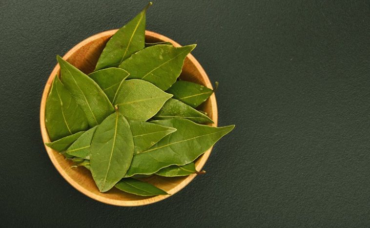 Chá de Louro serve para quê? Veja benefícios e como fazer | Dr. Saúde