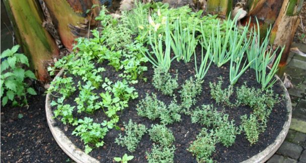 Cheiro Verde: benefícios, informação nutricional e malefícios | Dr. Saúde