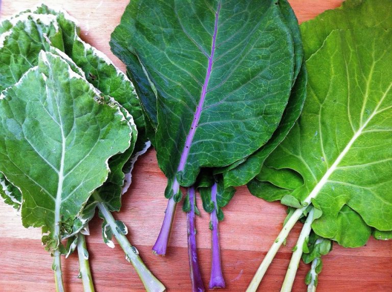 Couve: 40 benefícios, informação nutricional e malefícios | Dr. Saúde