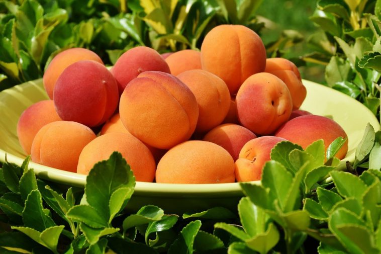 Damasco fruta: 42 benefícios, informação nutricional e malefícios | Dr ...