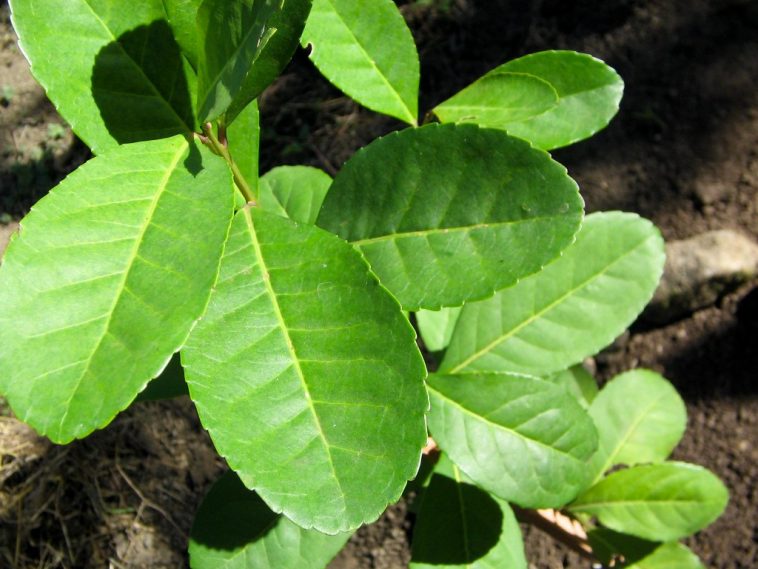 Erva Mate é bom para quê? para que serve, benefícios e malefícios | Dr ...