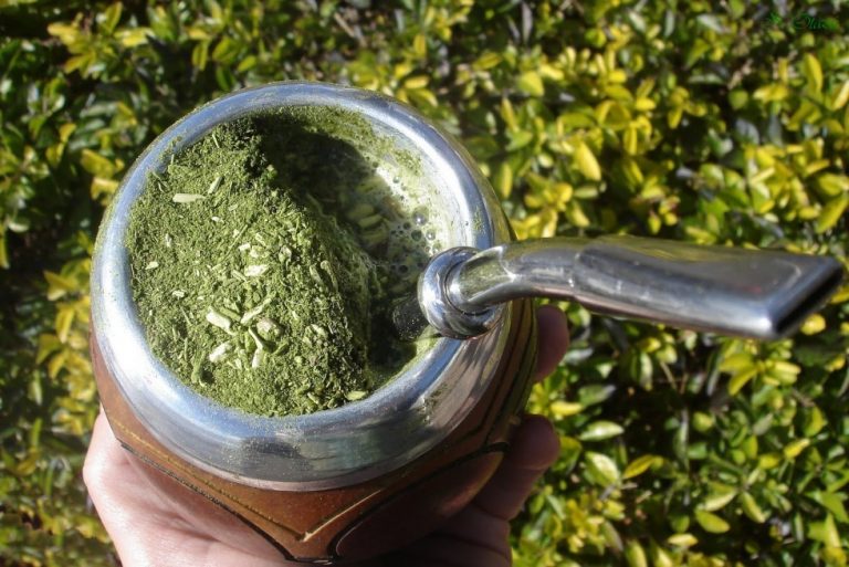 Erva Mate é bom para quê? para que serve, benefícios e malefícios | Dr ...