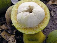 Bacuri fruta: 40 benefícios, informação nutricional e malefícios | Dr ...