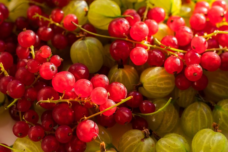 Groselha fruta: 25 benefícios, informação nutricional e malefícios | Dr ...