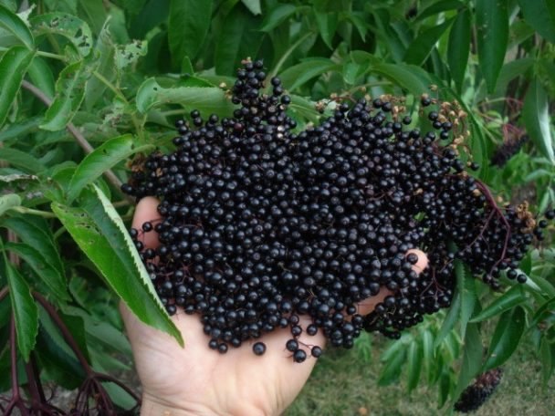 Groselha Preta fruta: 40 benefícios, informação nutricional e ...