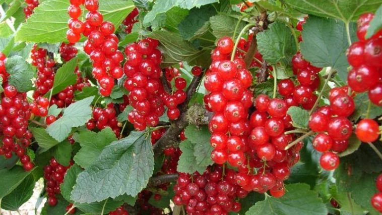 40 Benefícios do Suco de Groselha – Para que Serve e Características ...