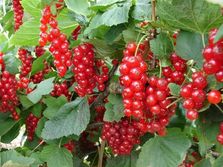 Groselha Vermelha fruta: 32 benefícios, informação nutricional e ...