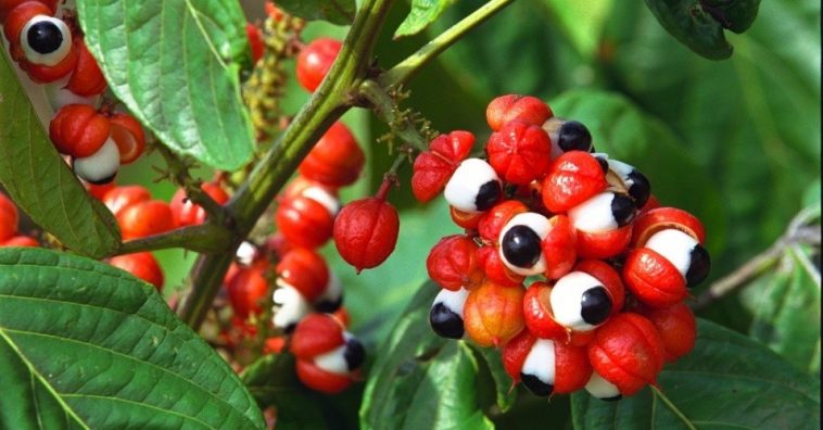 Guaraná fruta: 40 benefícios, informação nutricional e malefícios | Dr ...