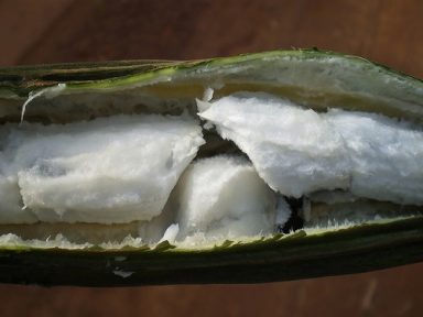 Ingá fruta: 30 benefícios, informação nutricional e malefícios | Dr. Saúde