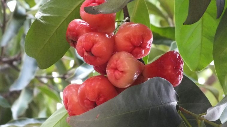 15 Benefícios do Jambo Rosa – Para que Serve e Características | Dr. Saúde