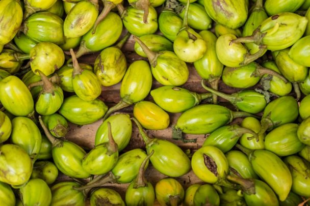 Jiló fruta: 25 benefícios, informação nutricional e malefícios | Dr. Saúde
