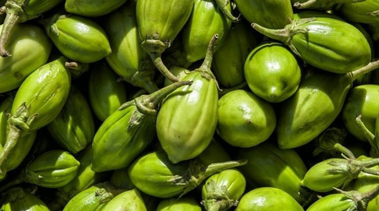 Jiló fruta: 25 benefícios, informação nutricional e malefícios | Dr. Saúde