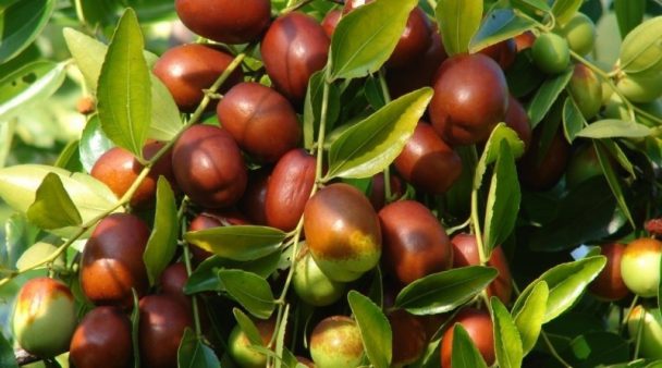 Jujuba fruta: 20 benefícios, informação nutricional e malefícios | Dr ...