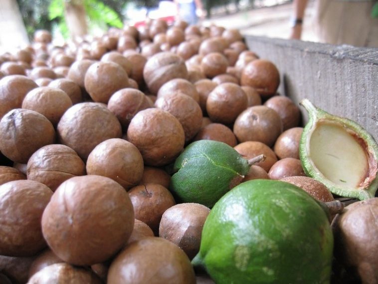 Macadâmia fruto: 46 benefícios, informação nutricional e malefícios ...