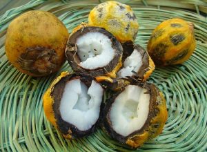 Macaúba fruta: 40 benefícios, informação nutricional e malefícios | Dr ...