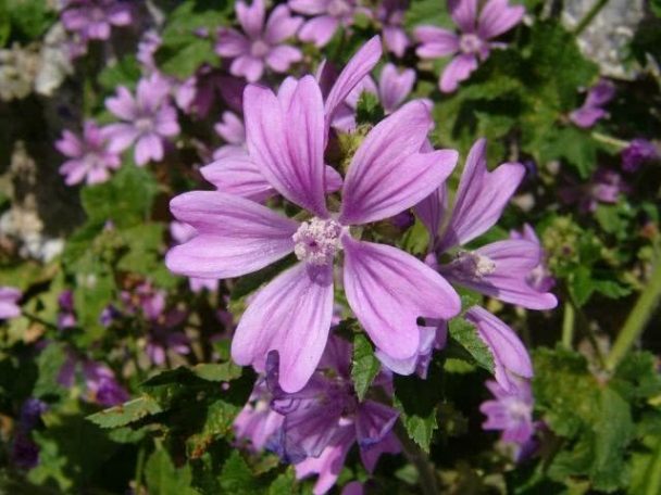 Malva é bom para quê? para que serve, benefícios e malefícios | Dr. Saúde