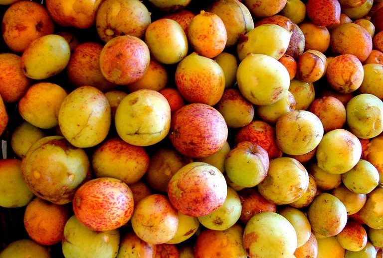 Mangaba fruta: 30 benefícios, informação nutricional e malefícios | Dr ...