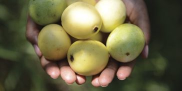 Marula fruta: 25 benefícios, informação nutricional e malefícios | Dr ...