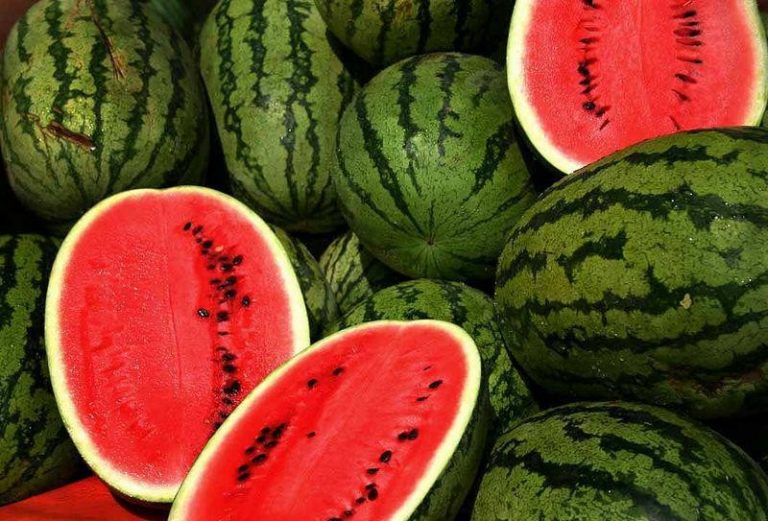 Melancia fruta: 35 benefícios, informação nutricional e malefícios | Dr ...