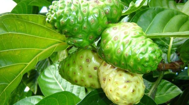 Noni fruta: 25 benefícios, informação nutricional e malefícios | Dr. Saúde