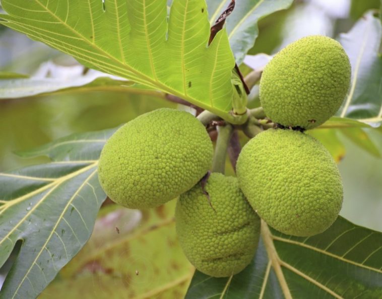 Fruta Pão: 40 benefícios, informação nutricional e malefícios | Dr. Saúde