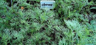 Cânfora é bom para quê? para que serve, benefícios e malefícios | Dr. Saúde