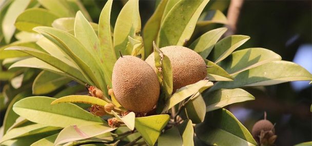 Sapoti fruta: 32 benefícios, informação nutricional e malefícios | Dr ...