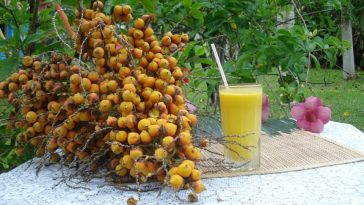20 Benefícios do Butiá – Para que Serve e Características | Dr. Saúde