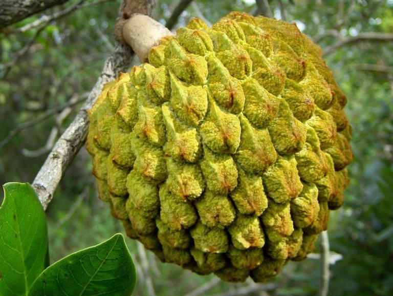 Araticum fruta: 14 Benefícios, Informação nutricional e malefícios | Dr ...