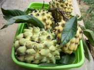 Condessa Fruta: 24 benefícios, informação nutricional e malefícios | Dr ...