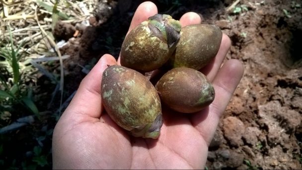 Guariroba fruta: 10 benefícios, informação nutricional e malefícios ...