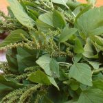 Briônia Branca – O que é, Para que Serve, Benefícios e Como usar | Dr ...