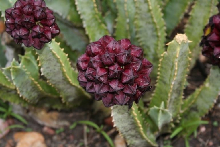 Caralluma é bom para quê? para que serve, benefícios e malefícios | Dr ...