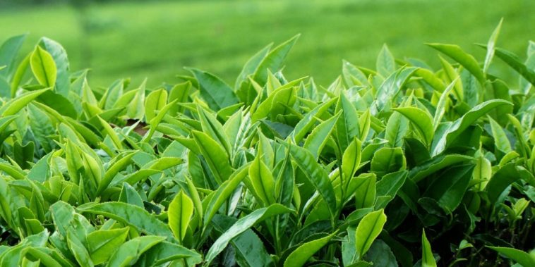 Chá de Ceilão serve para quê? Veja benefícios e como fazer | Dr. Saúde