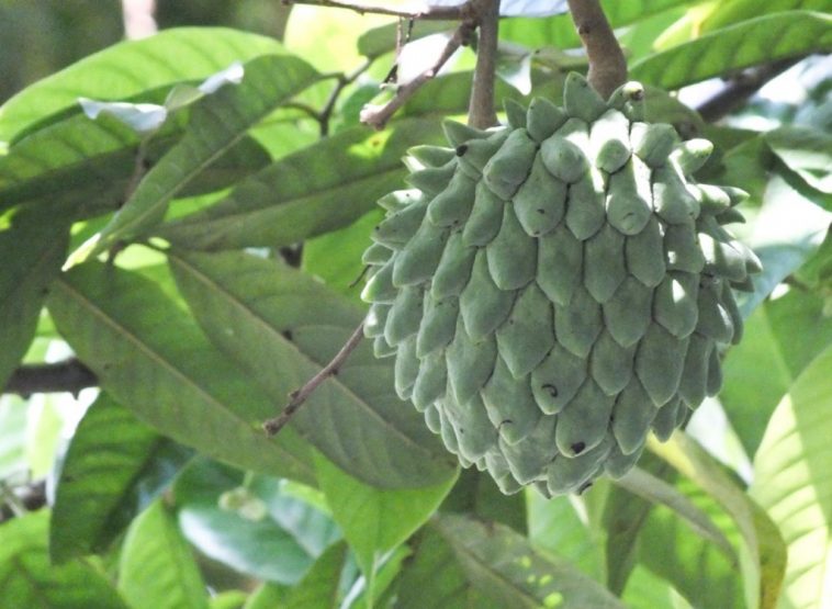 Condessa Fruta: 24 benefícios, informação nutricional e malefícios | Dr ...