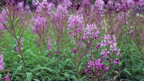 Epilóbio é bom para quê? para que serve, benefícios e malefícios | Dr ...