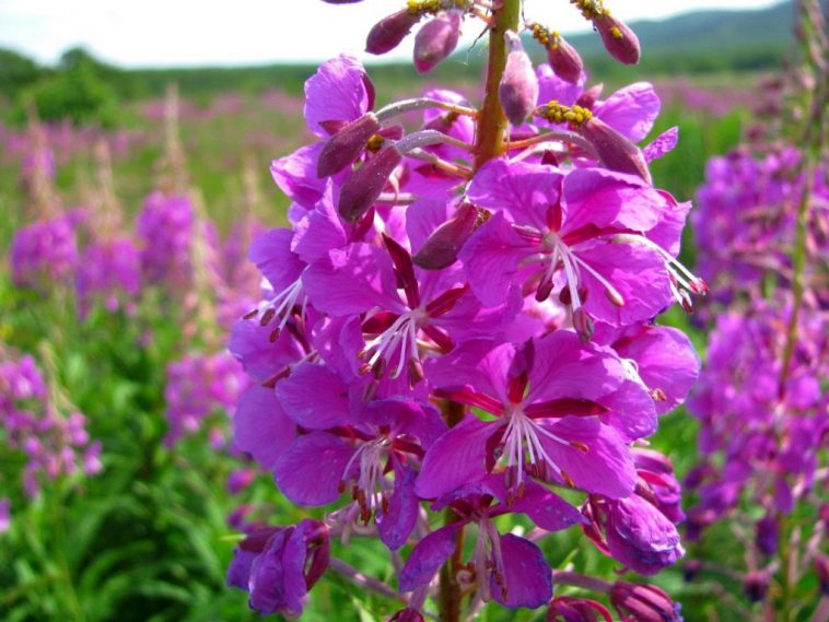 Epilóbio é bom para quê? para que serve, benefícios e malefícios | Dr ...