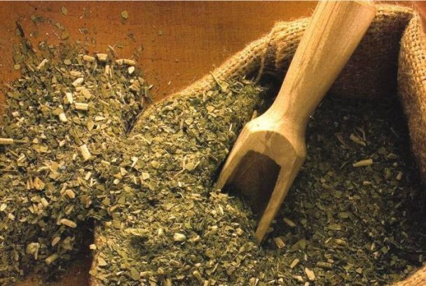 Erva Mate é bom para quê? para que serve, benefícios e malefícios | Dr ...