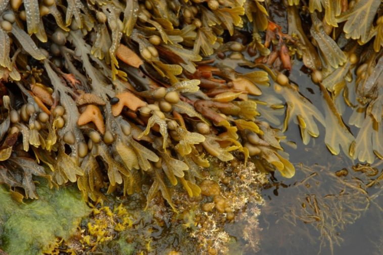 Fucus Vesiculosus é bom para quê? para que serve, benefícios e ...