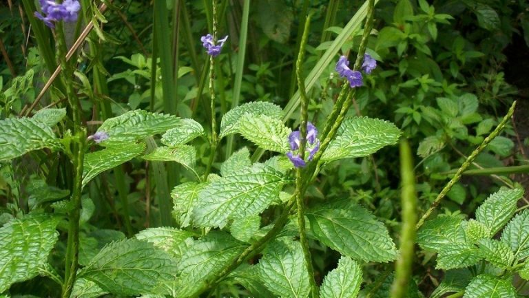 Gervão Roxo é bom para quê? para que serve, benefícios e malefícios ...