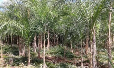 Guariroba fruta: 10 benefícios, informação nutricional e malefícios ...