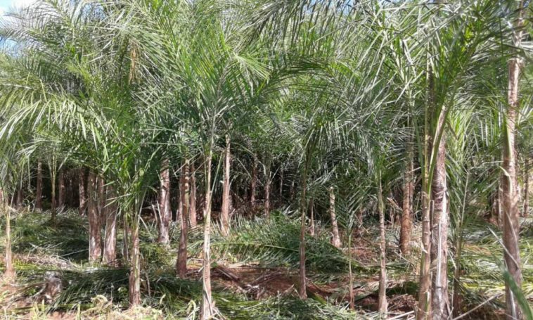 Guariroba fruta: 10 benefícios, informação nutricional e malefícios ...