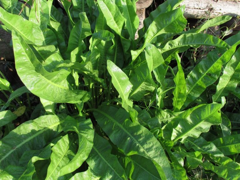 Labaça é bom para quê? para que serve, benefícios e malefícios | Dr. Saúde