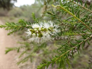 Melaleuca é bom para quê? para que serve, benefícios e malefícios | Dr ...