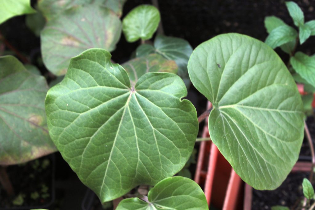 Pariparoba é bom para quê? para que serve, benefícios e malefícios | Dr ...