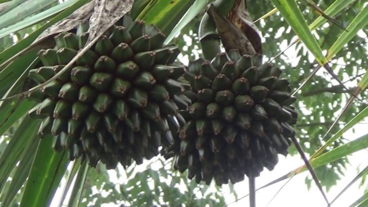 Pinhão de Madagascar é bom para quê? para que serve, benefícios e ...