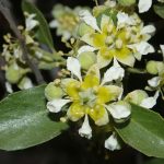 Quitoco – O que é, Para que Serve, Benefícios e Como usar | Dr. Saúde