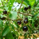 Quitoco – O que é, Para que Serve, Benefícios e Como usar | Dr. Saúde